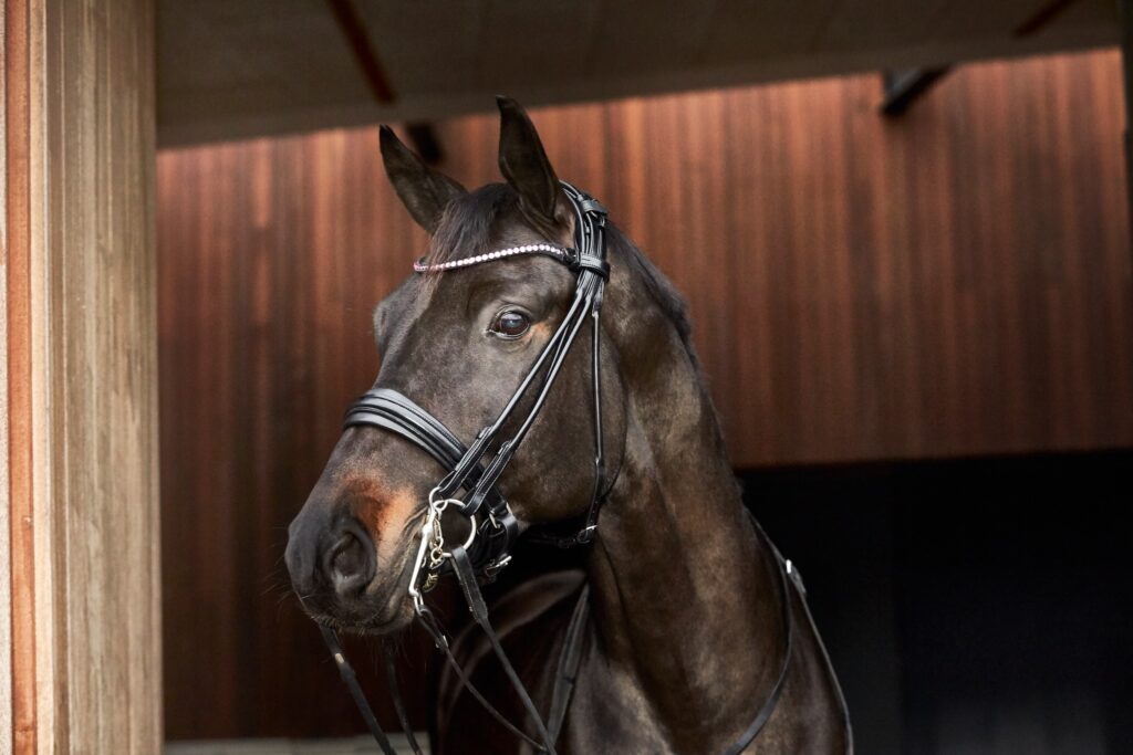 Catago Rolled Double Bridle - Horseuniver
